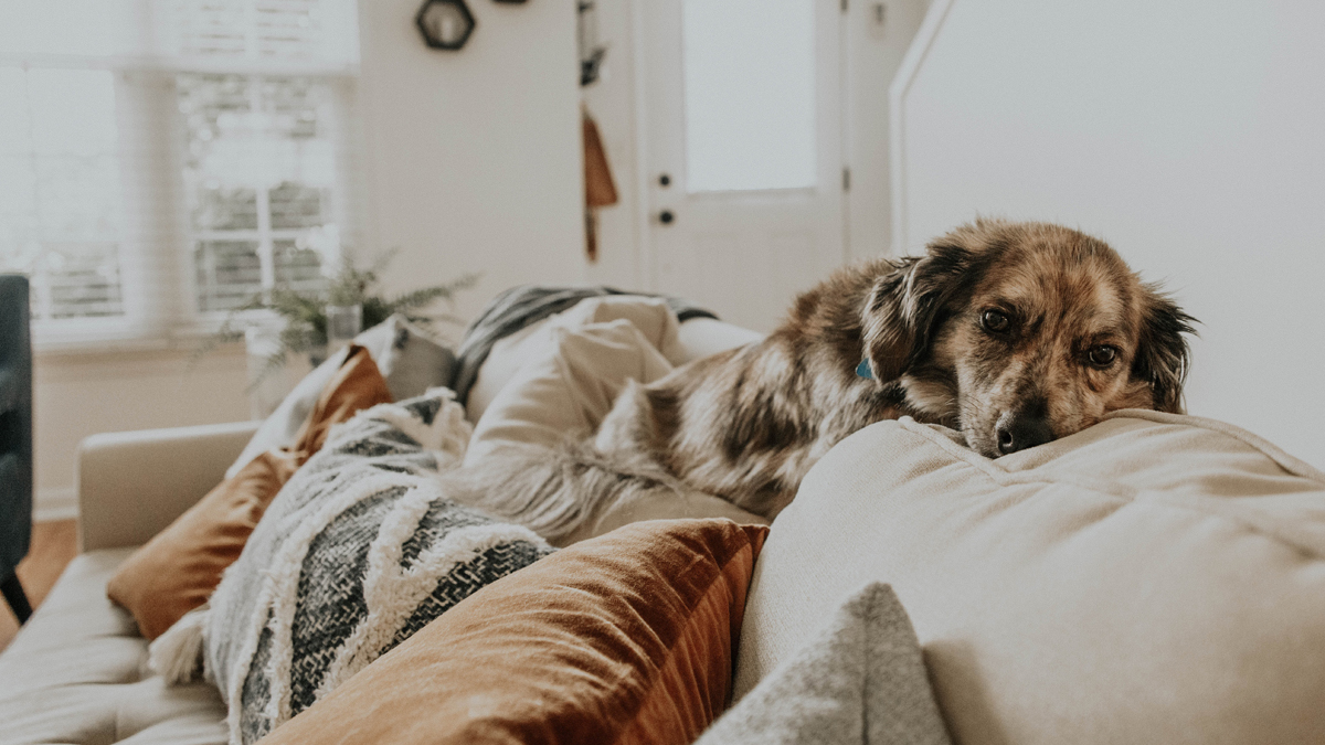 10 life lessons you can learn from dogs